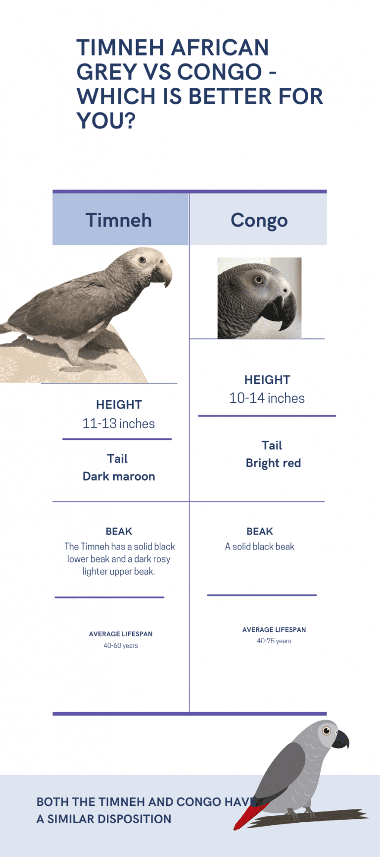 African Grey Parrots: Ultimate Guide to Care & Understanding