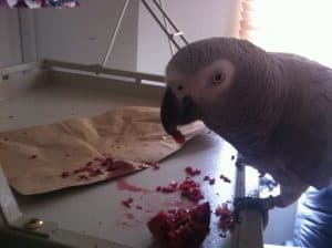 What to Feed African Grey Parrots - An African Grey Parrot Diet Guide