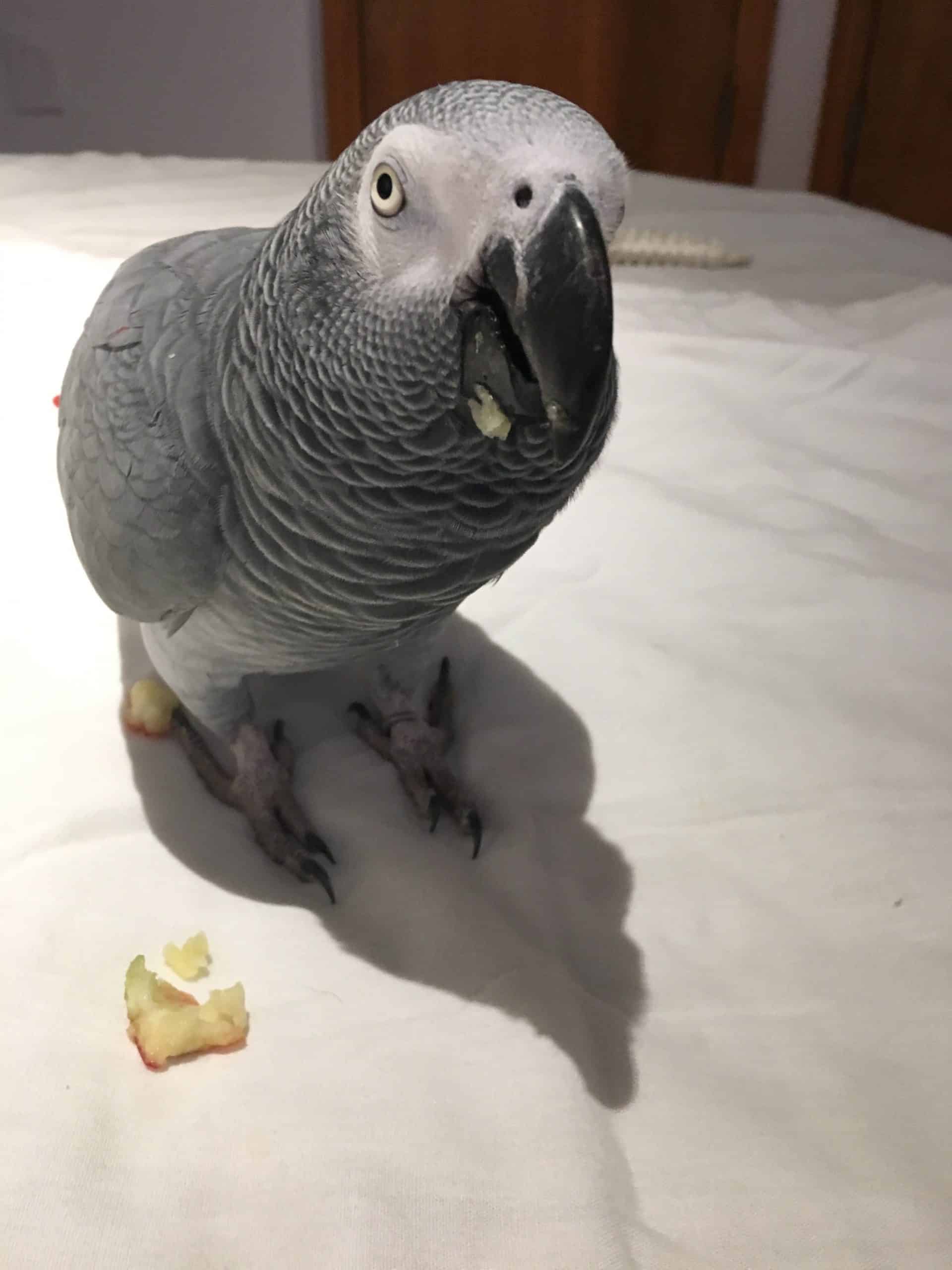 What to Feed African Grey Parrots - An African Grey Parrot Diet Guide