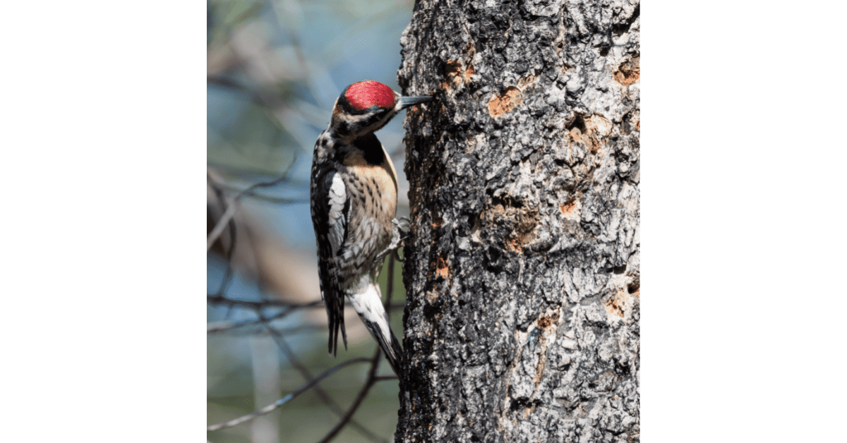 Woodpeckers in Oregon: 14 Species That Live in Oregon