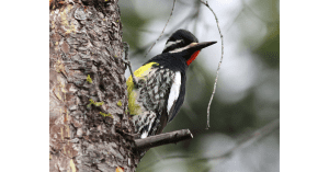 Woodpeckers in Oregon: 14 Species That Live in Oregon