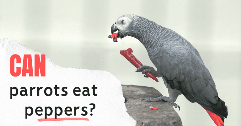 Can Parrots Eat Peppers? A Guide to Spicy Food and Parrots