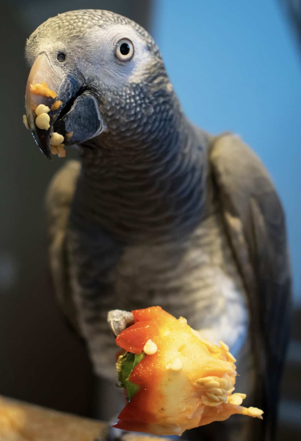 Can Parrots Eat Peppers? A Guide to Spicy Food and Parrots