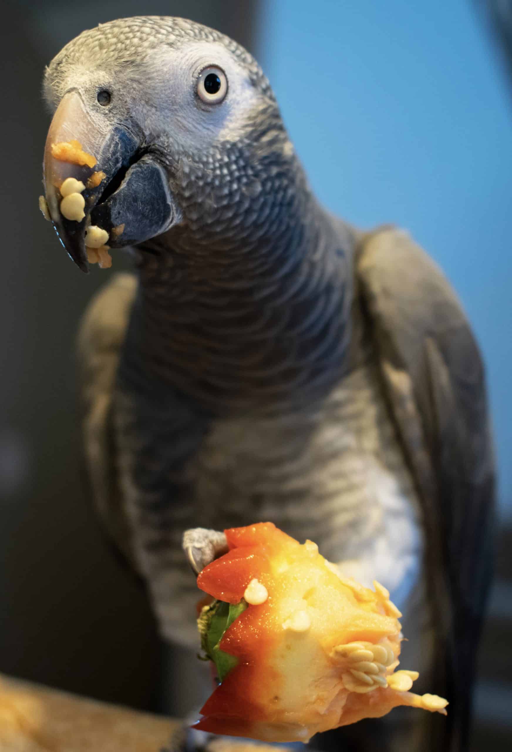 Can Parrots Eat Peppers? A Guide to Spicy Food and Parrots