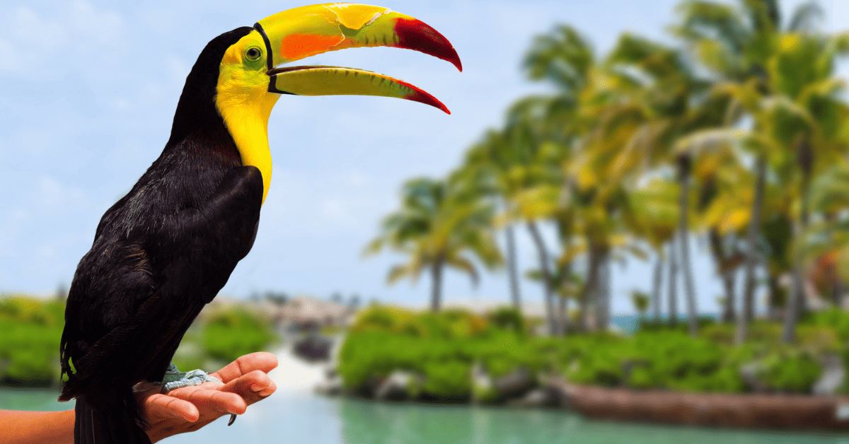 What Are Some Non-Dusty Birds? A List of Low-Dander Birds