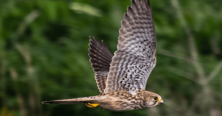 15 Popular NYC Birds and Where to See Them