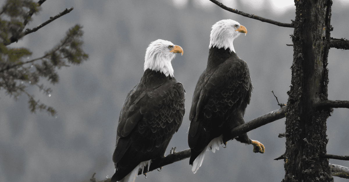 15 Popular NYC Birds and Where to See Them