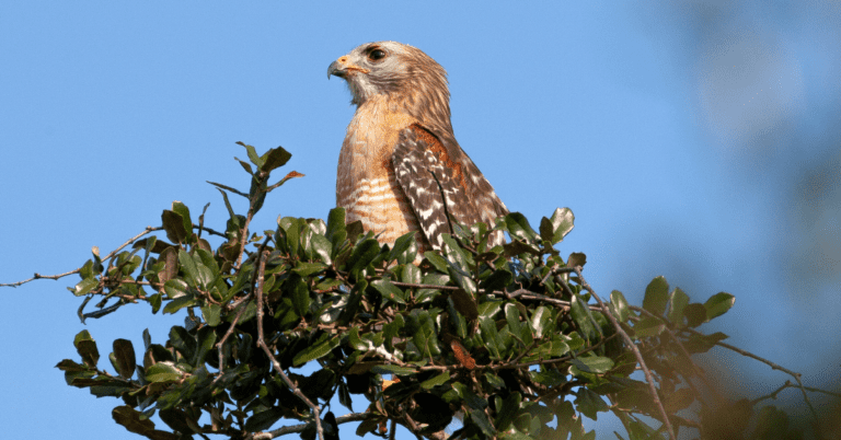 15 Popular NYC Birds and Where to See Them