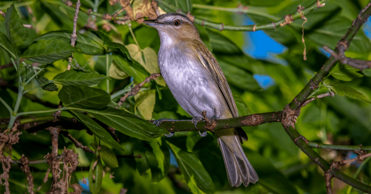 15 Popular NYC Birds and Where to See Them