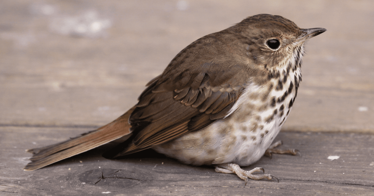 15 Popular NYC Birds and Where to See Them