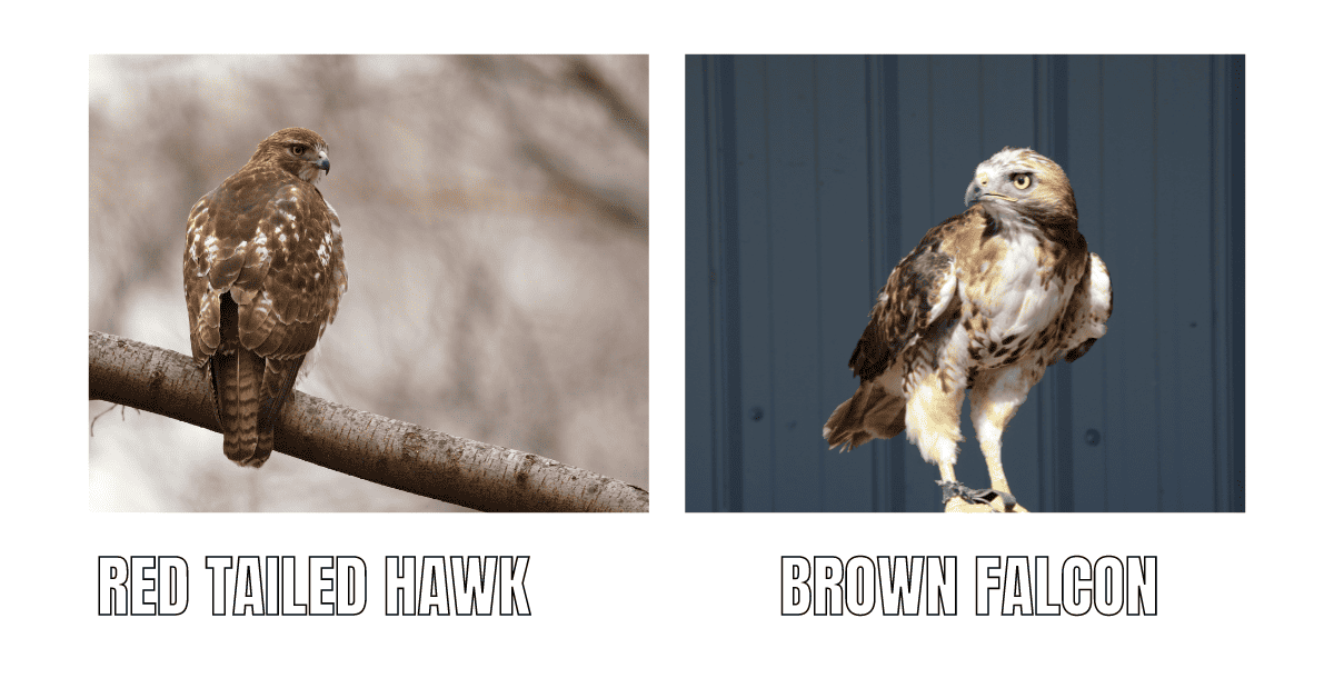 Hawk vs Falcon: Are They The Same?