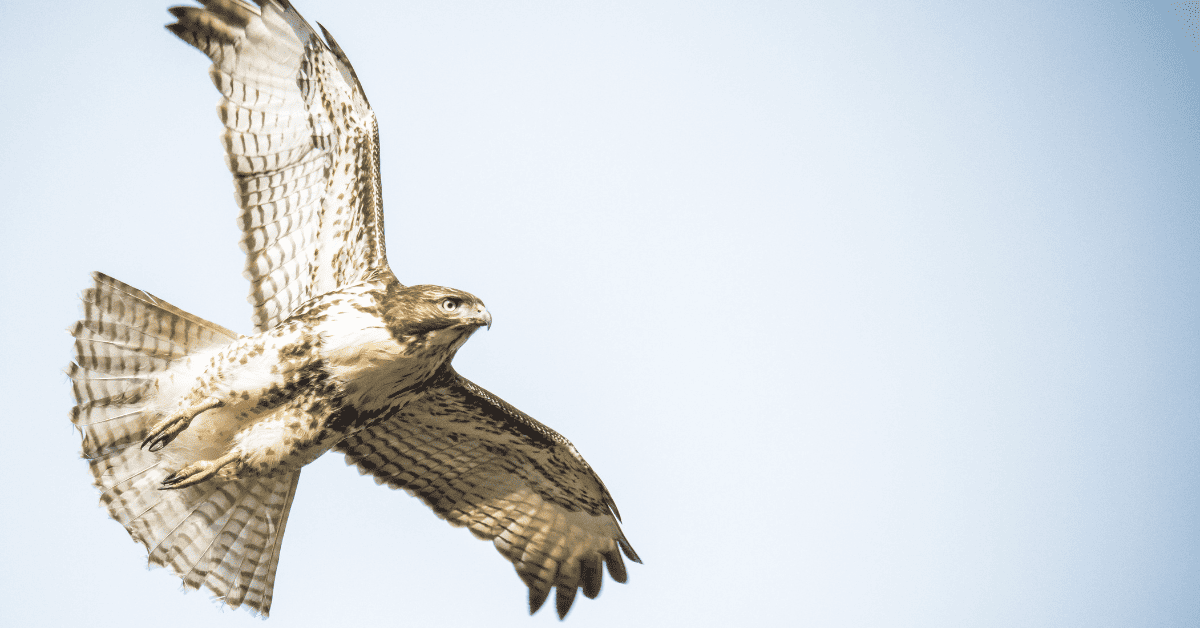 Hawk vs Falcon: Are They The Same?