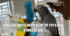 African Grey Parrots: Ultimate Guide to Care & Understanding