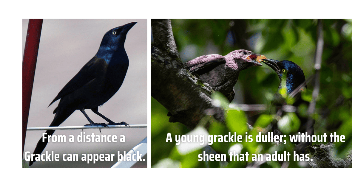 Grackle VS Starling: Ultimate Guide!
