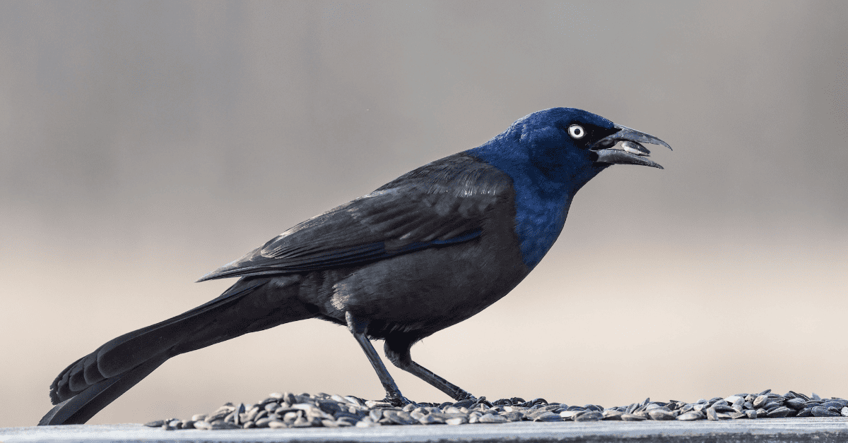 Discover 12 Striking Examples of Blue and Black Birds: Photo ID