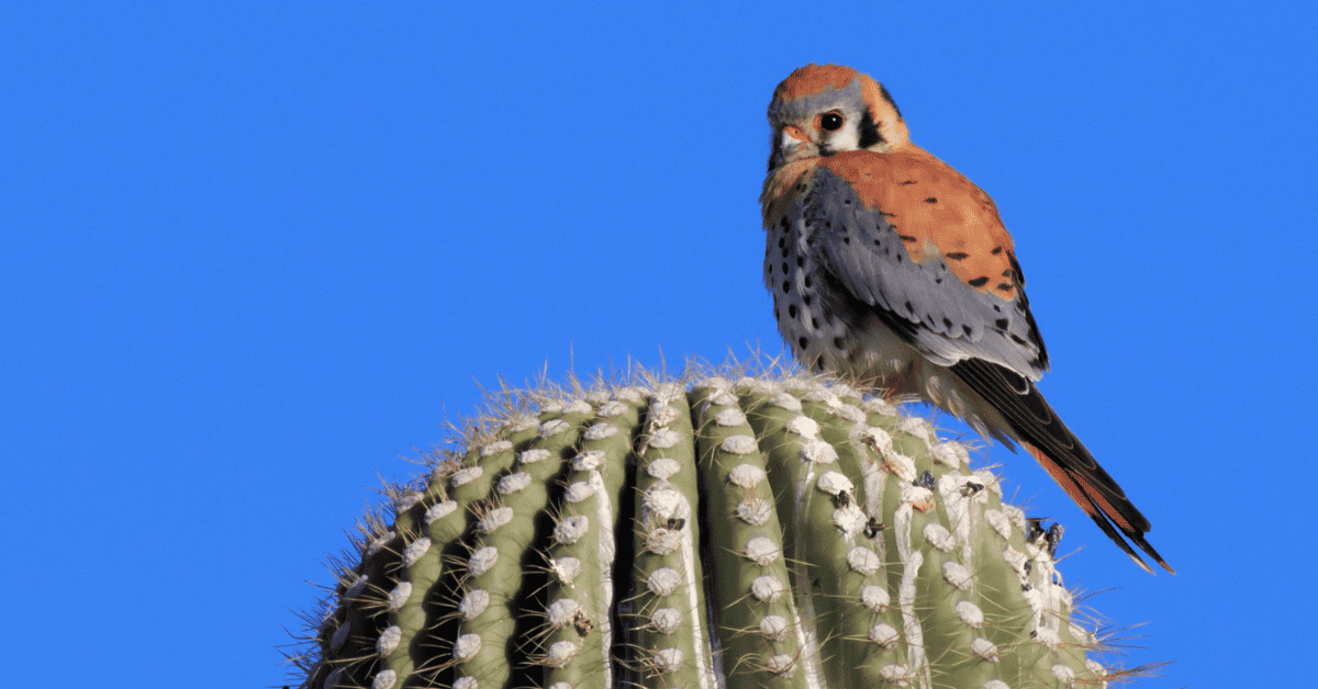 Common Arizona Birds of Prey with Pictures