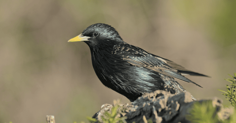 10 Examples of Black Birds with Yellow Beaks: A Quick Guide