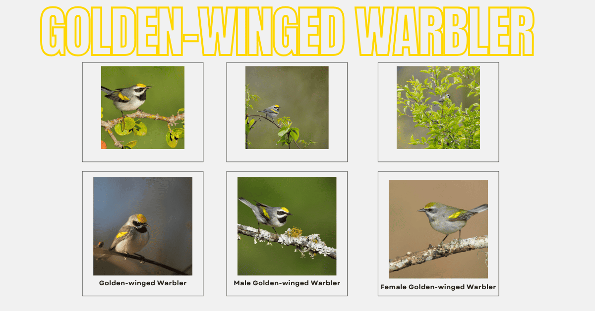 The Golden-winged Warbler: Let's Get to Know the Bird of the Year
