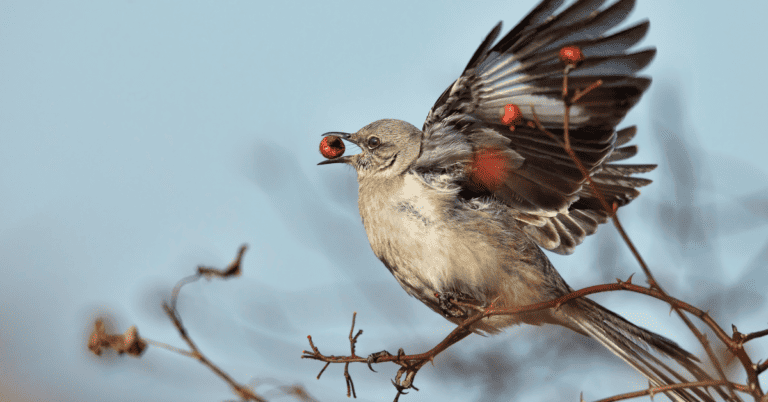 15 Different Birds That Can Talk with Pictures
