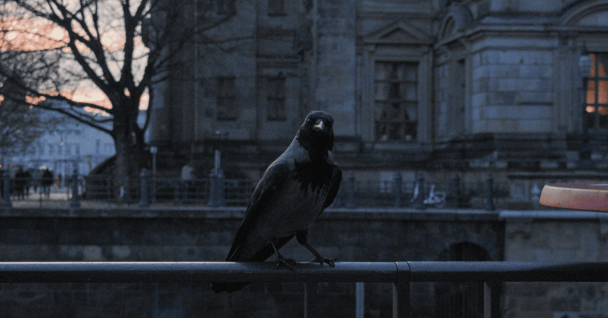 15 Different Birds That Can Talk with Pictures