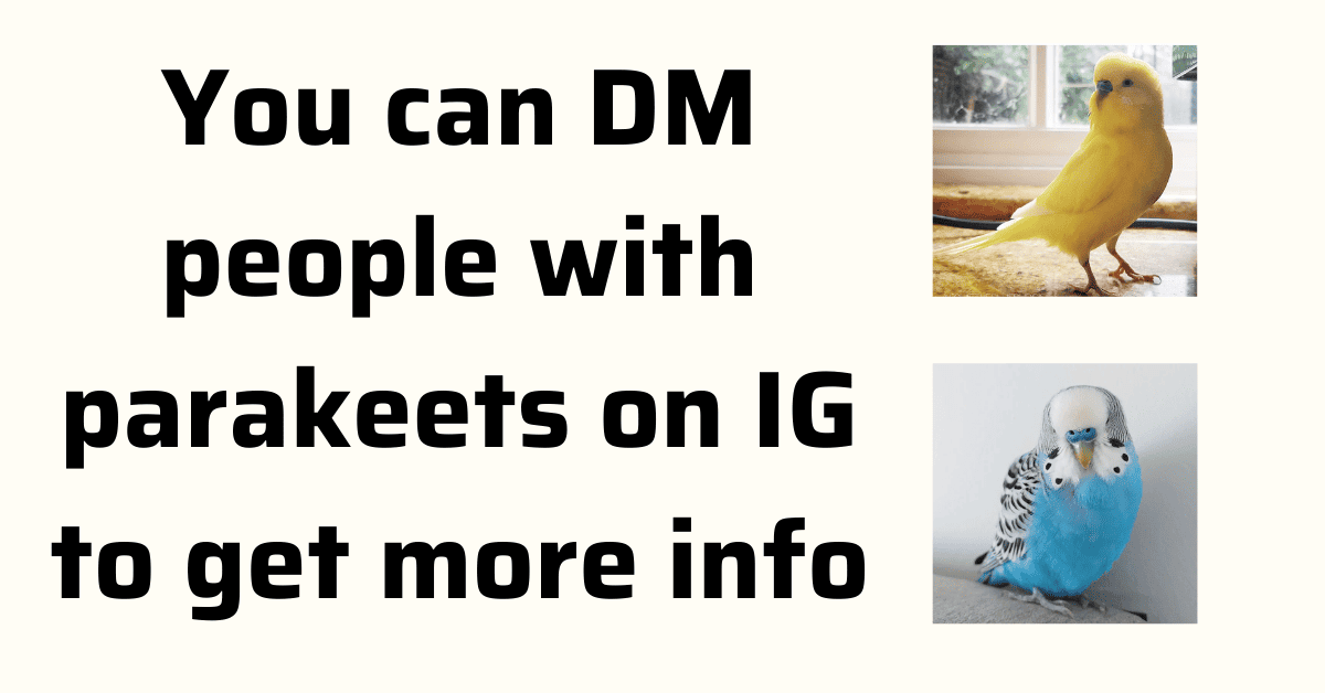 Beginners Guide on How to Take Care of Parakeets