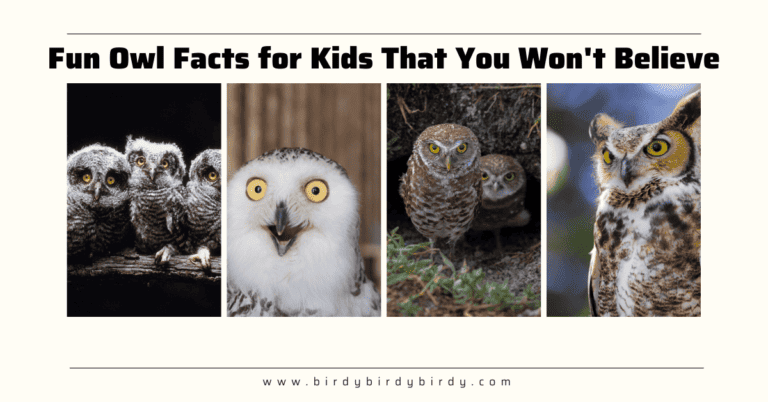 21 Fun Owl Facts for Kids That You Won't Believe