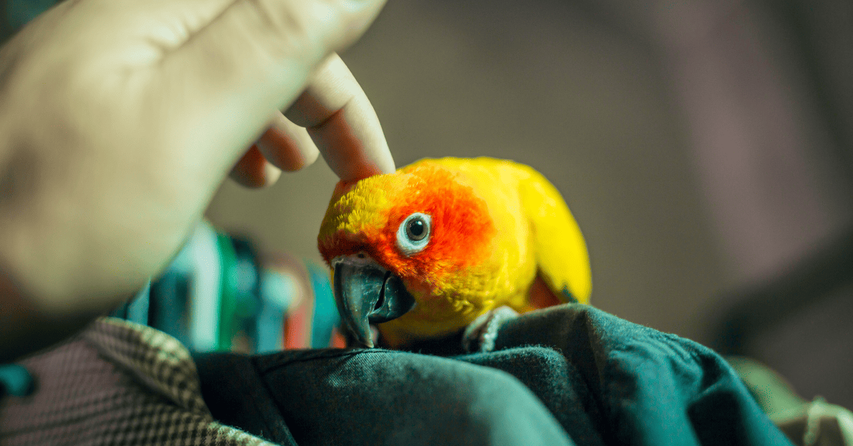Interesting Sun Conure Personality Traits to Know