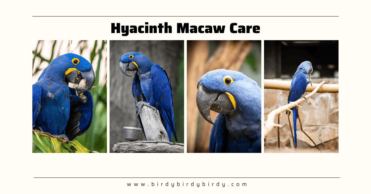Hyacinth Macaw Care: A Beginners Guide with Facts