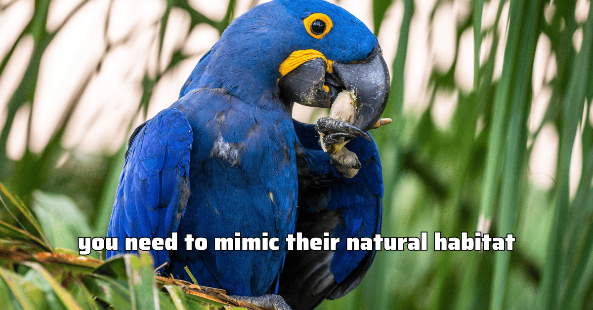Hyacinth Macaw Care: A Beginners Guide with Facts