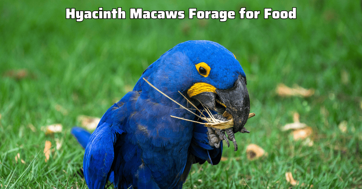 Hyacinth Macaw Care: A Beginners Guide with Facts