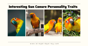 Interesting Sun Conure Personality Traits to Know
