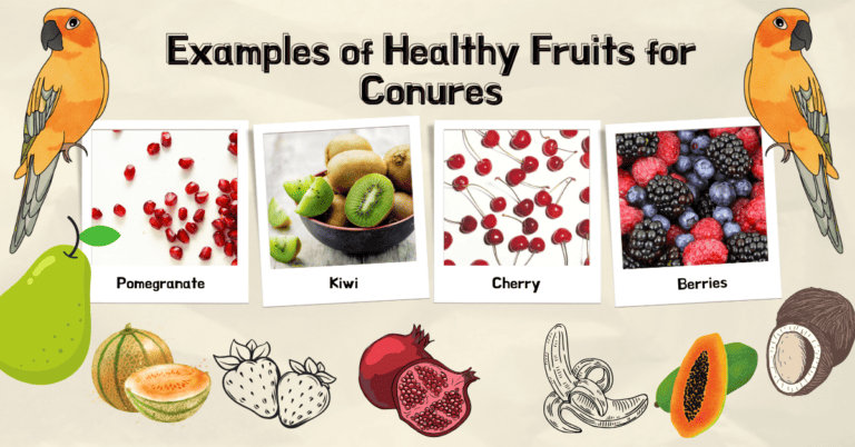 Sun Conure Food List: Best Ideas to Keep Them Healthy