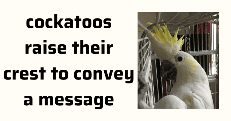 Complete Cockatoo Care Guide: Everything You Need to Know