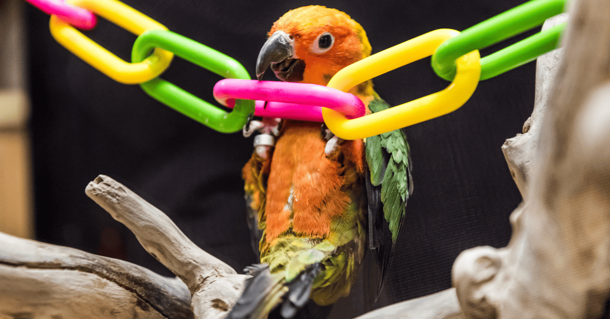 Interesting Sun Conure Personality Traits to Know