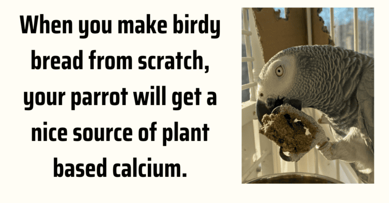 Do You Need to Supplement Calcium for Your African Grey Parrot?