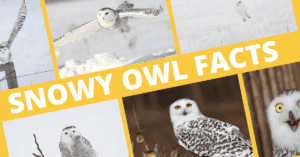 Cool Snowy Owl Facts (Insights into their Diet and Habitat)