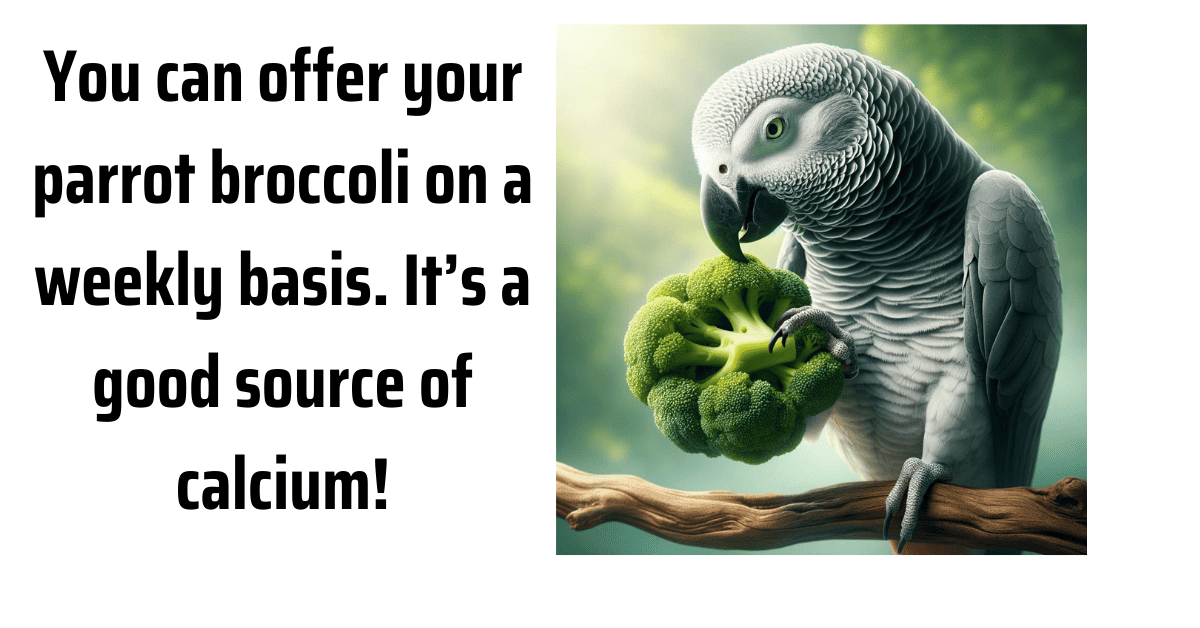 Do You Need to Supplement Calcium for Your African Grey Parrot?