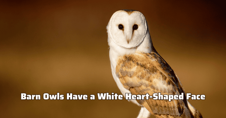 Fun Barn Owl Facts for Kids with Pictures