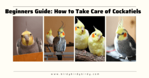 Cockatiel Guide: Essential Care Tips for Your Feathered Friend