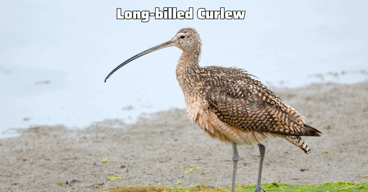 20 Beach Birds You'll See in California - A Guide