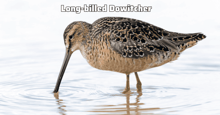 20 Beach Birds You'll See in California - A Guide