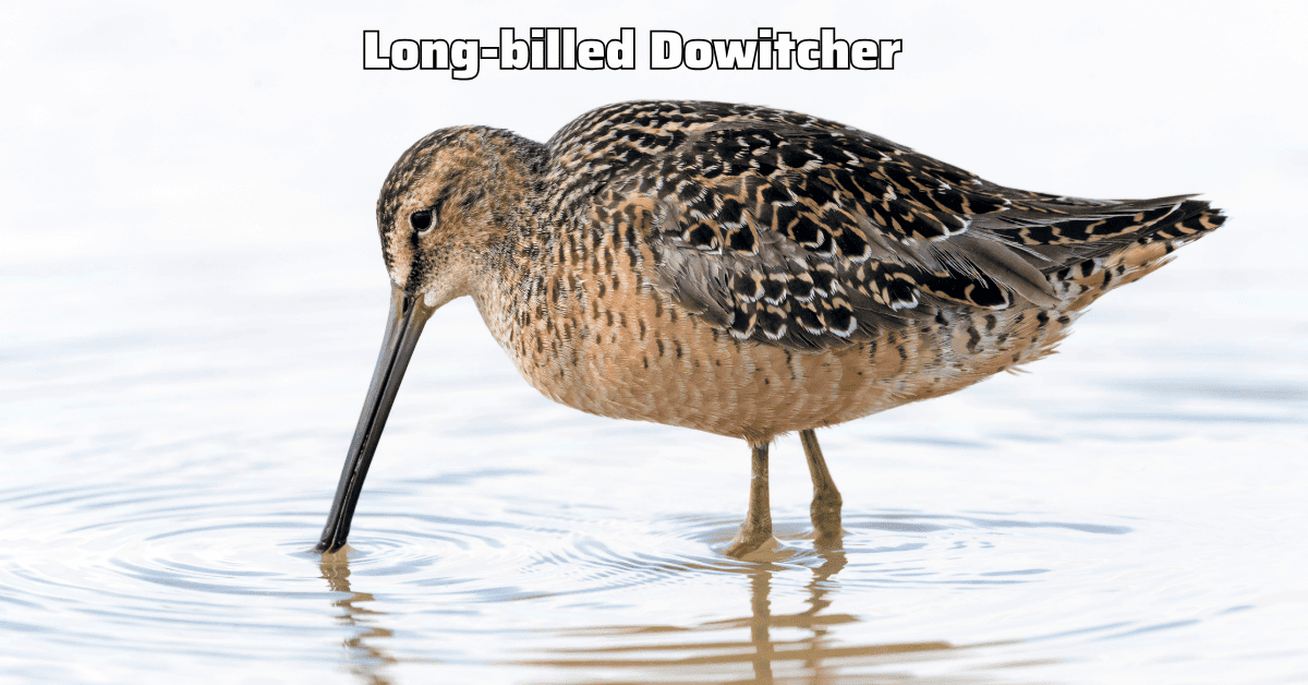 From Sandpipers to Terns: 31 Birds You Might See On The Beach
