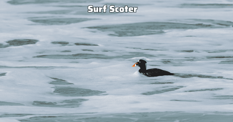 From Sandpipers to Terns: 31 Birds You Might See On The Beach