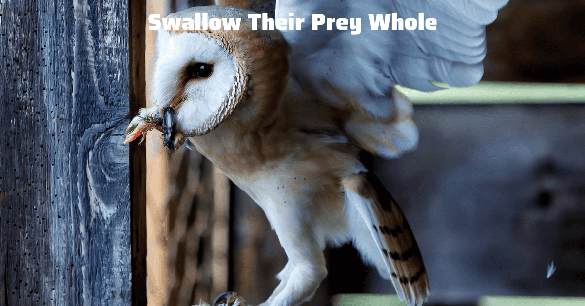 Fun Barn Owl Facts for Kids with Pictures
