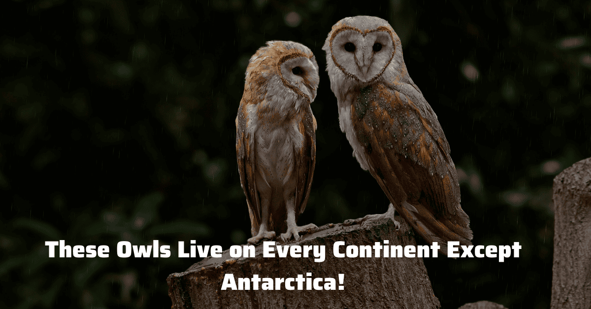 Fun Barn Owl Facts for Kids with Pictures