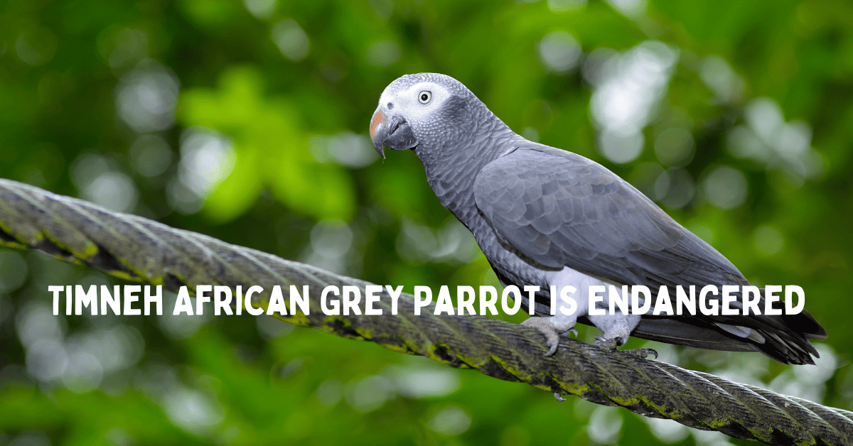 The African Grey Parrot is Endangered: Facts to Know