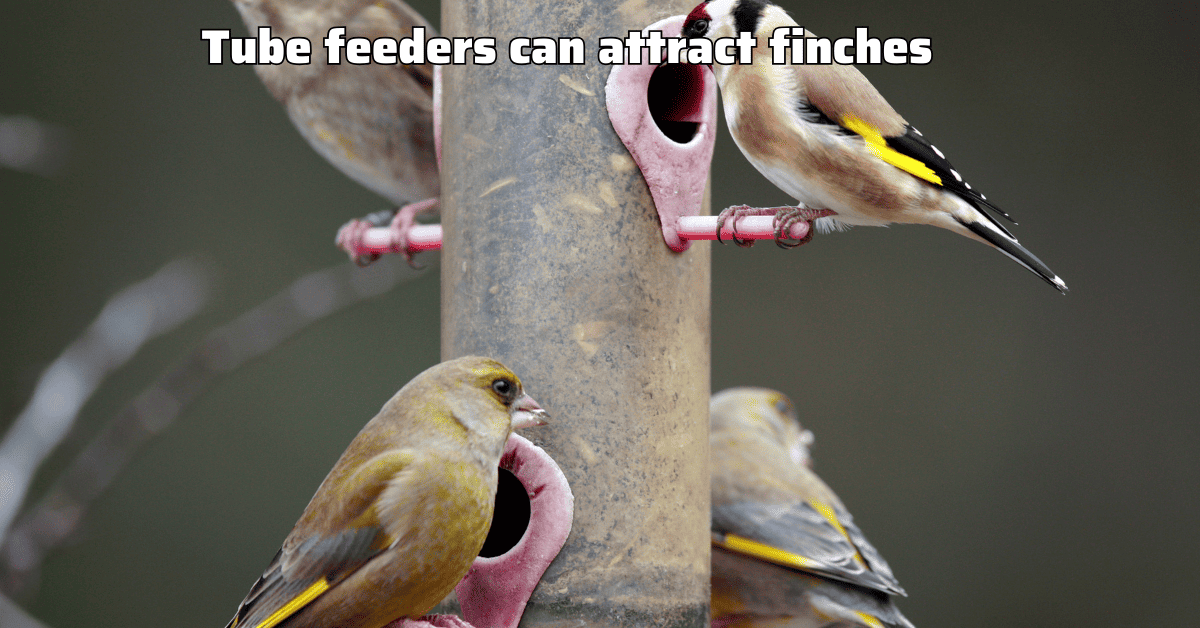 Unique Ideas for How to Attract Finches to Your Yard