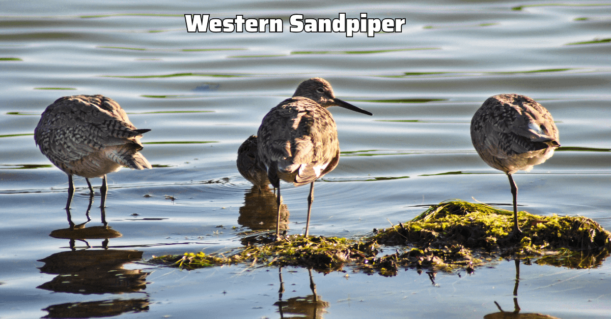 20 Beach Birds You'll See in California - A Guide