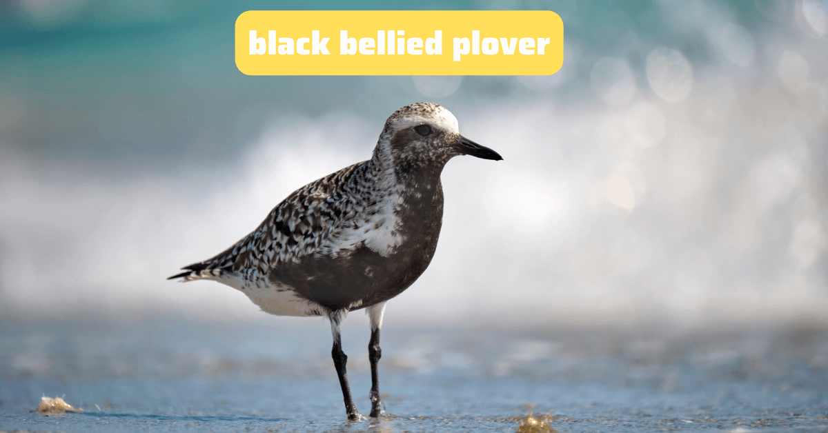 From Sandpipers to Terns: 31 Birds You Might See On The Beach