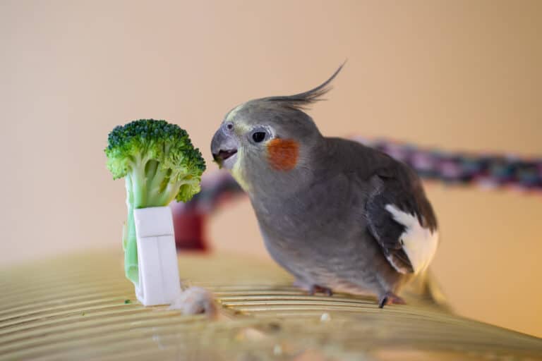 Cockatiel Guide: Essential Care Tips for Your Feathered Friend
